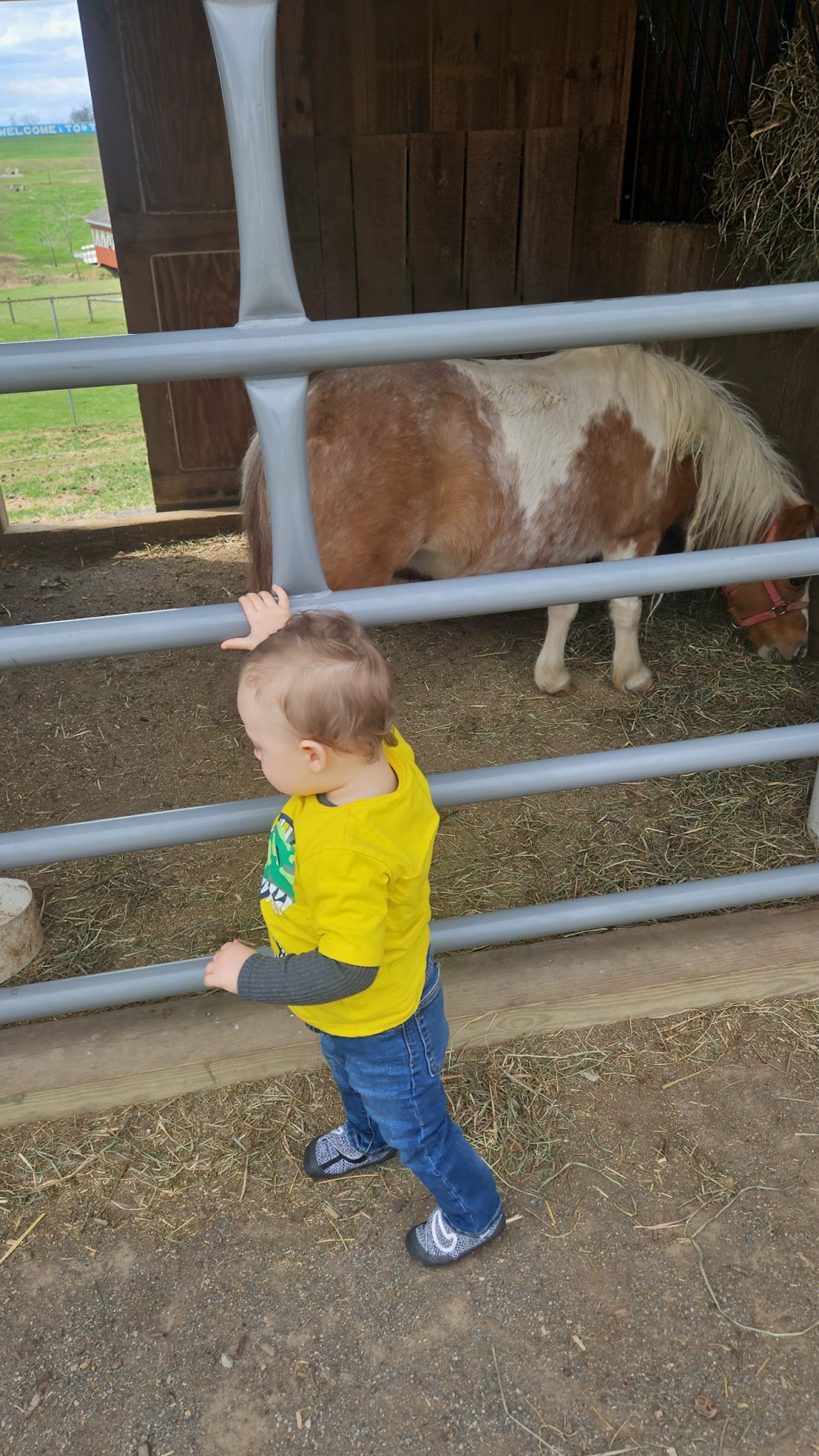 Roman | Toddler of the Year